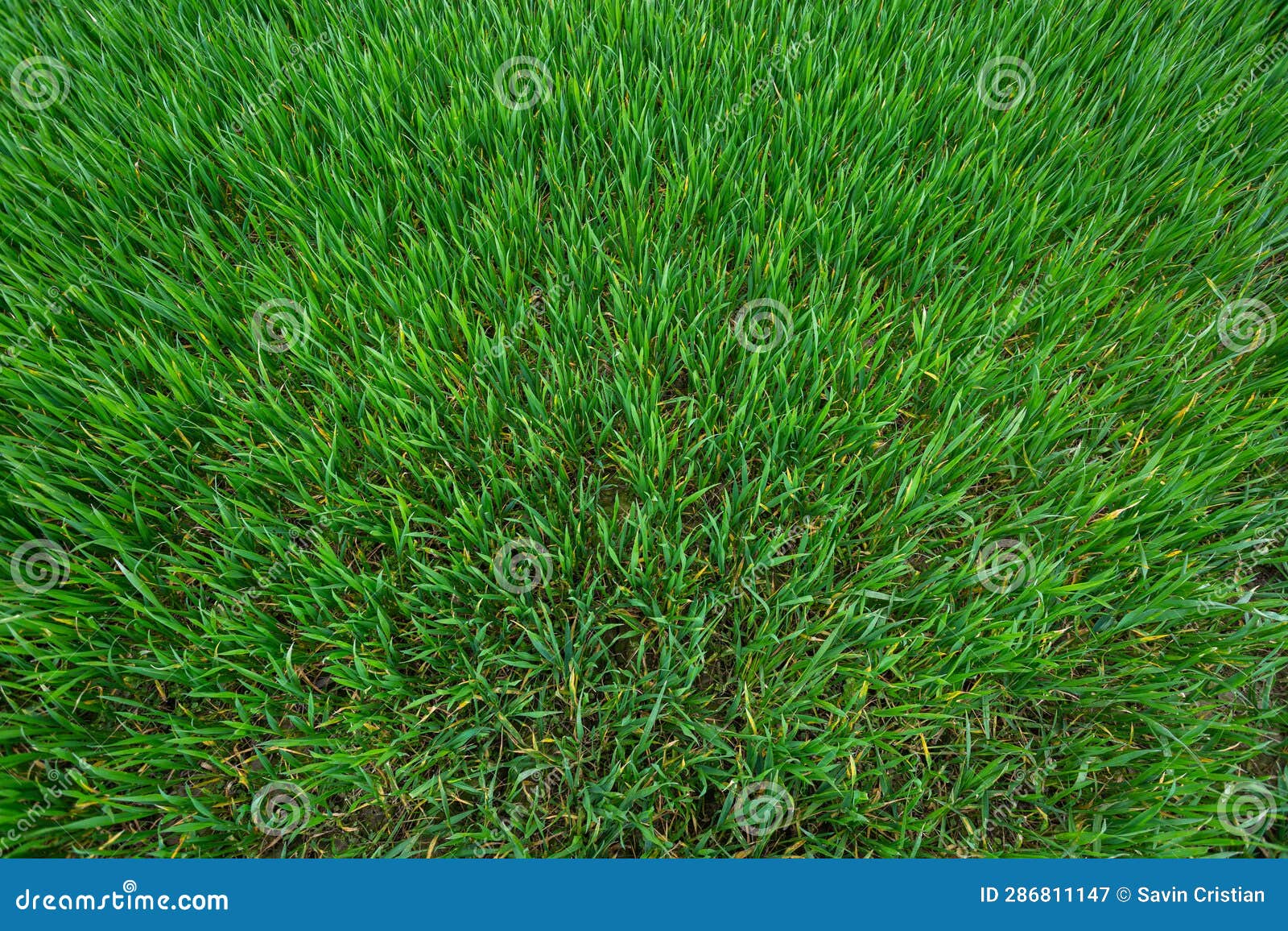 Top View of Green Wheat Threads Stock Image - Image of small, view ...
