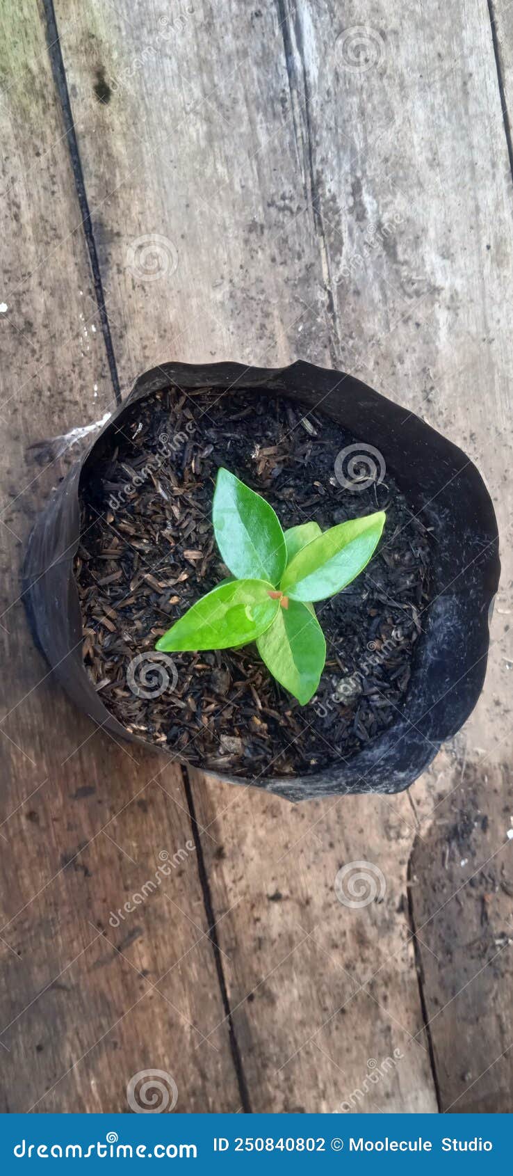 Top View of Green Young Shoots of Plant in the Black Polybag. Stock ...