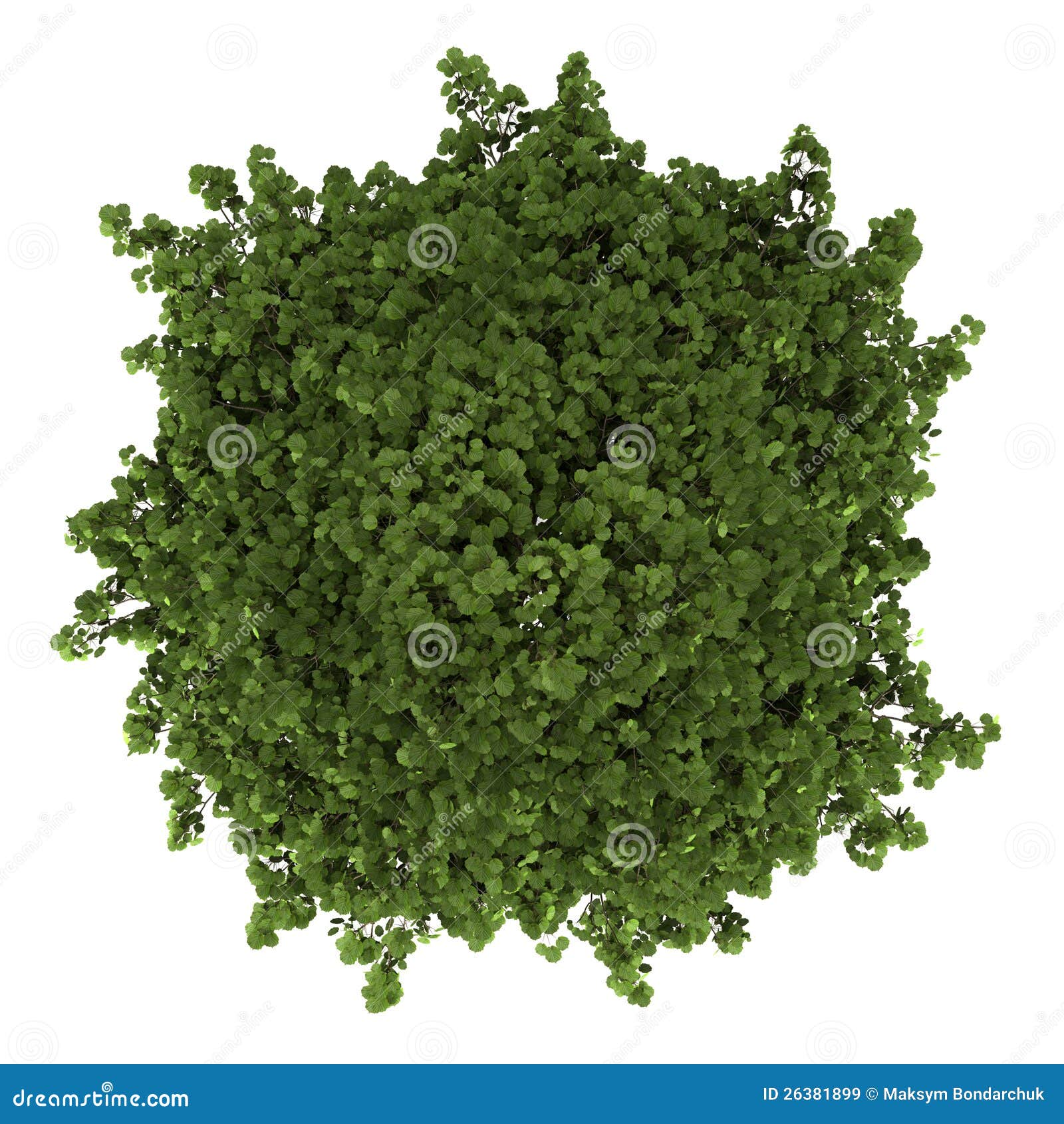 Alder Tree Leaf. Vector Illustration. Outline, Silhouette, Line Art ...