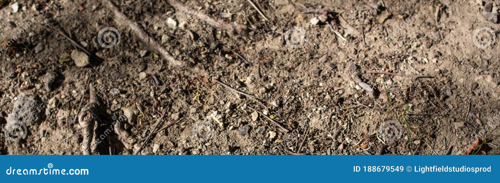 Top View of Ground with Tree Roots Stock Image - Image of panorama ...