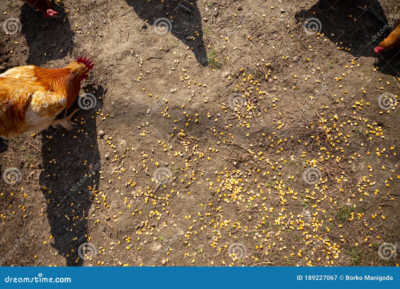 Top View of the Ground on Which Corn is Spilled for Feeding Chickens ...