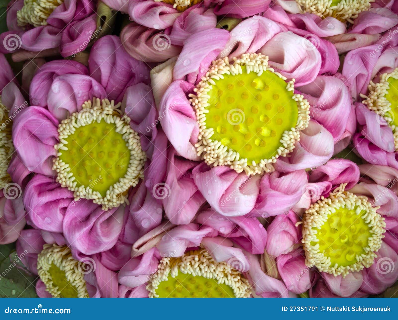 Top View of Group Pink Lotus Stock Image - Image of pink, plant: 27351791