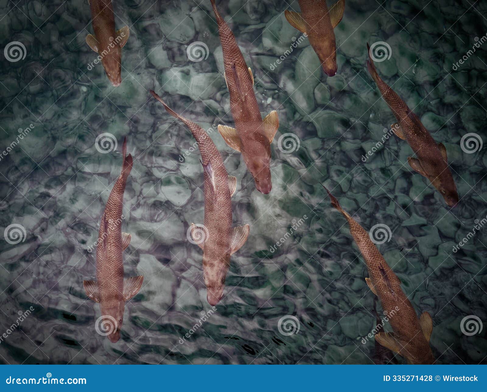 View of a Group of Red Fish Swimming in the Water Stock Photo - Image ...