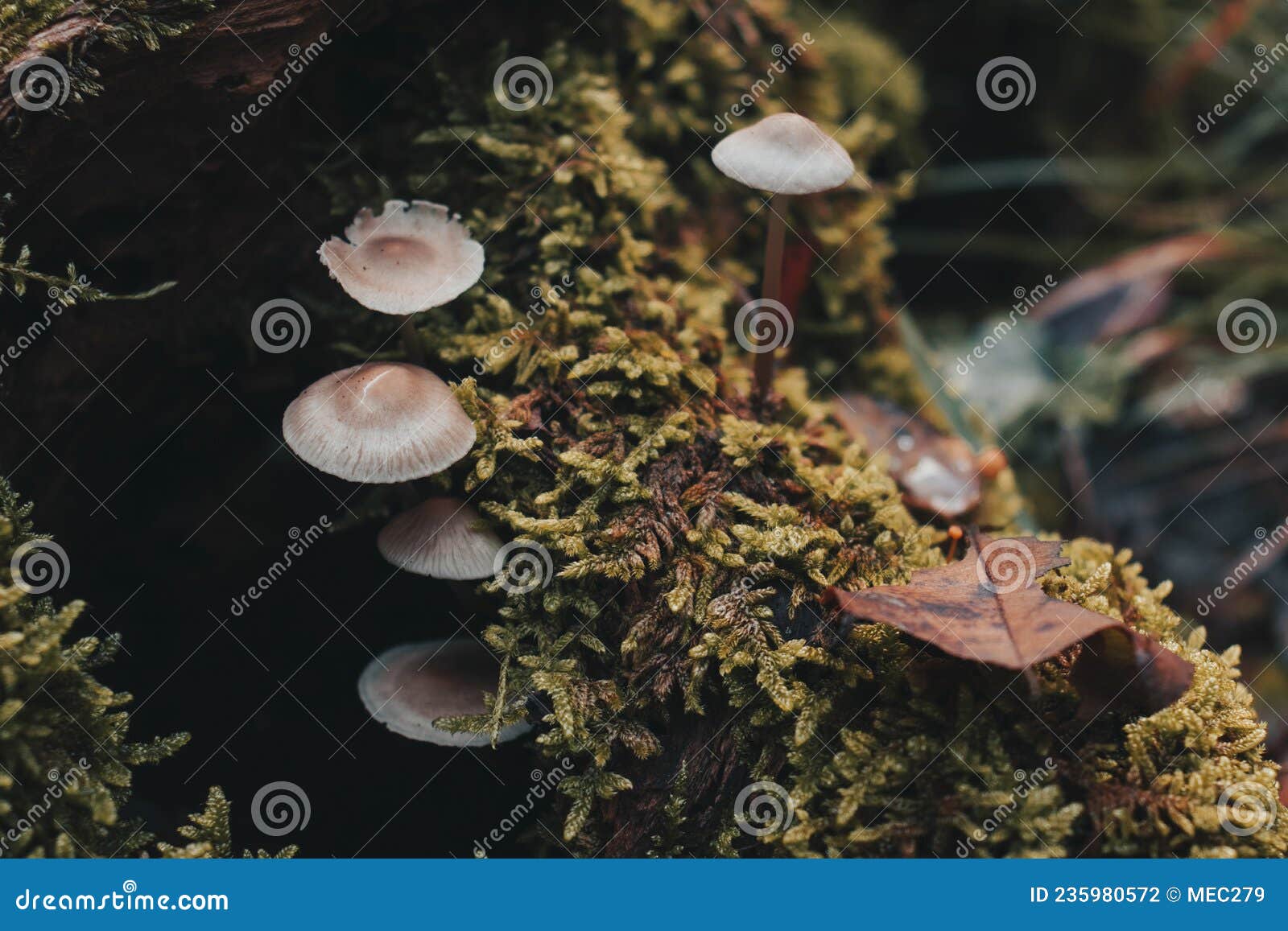 Top View of a Group of Unedible Mushrooms Stock Photo - Image of fungus ...