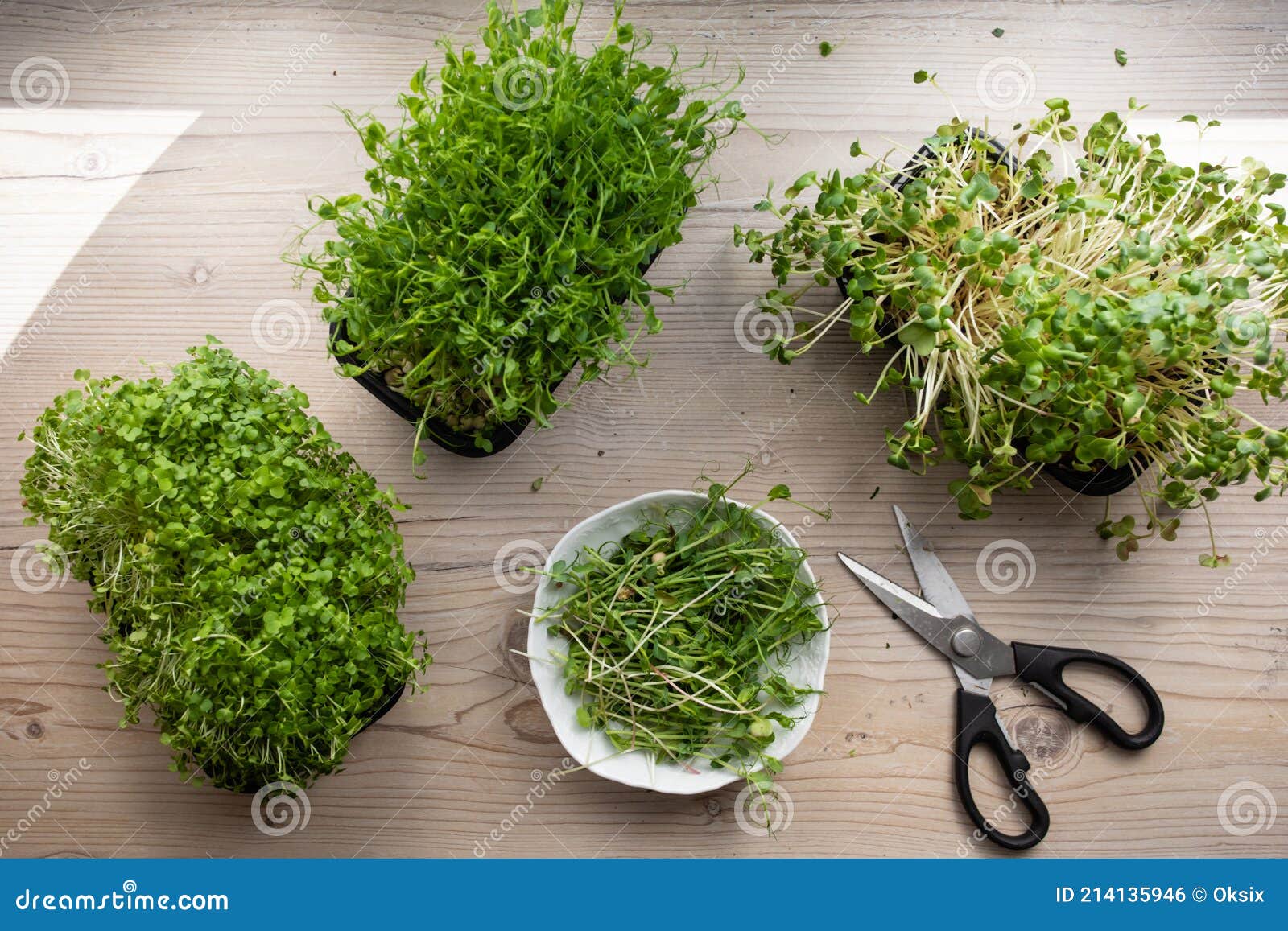 Top View of Growing and Cutting Microgreens Stock Photo - Image of ...