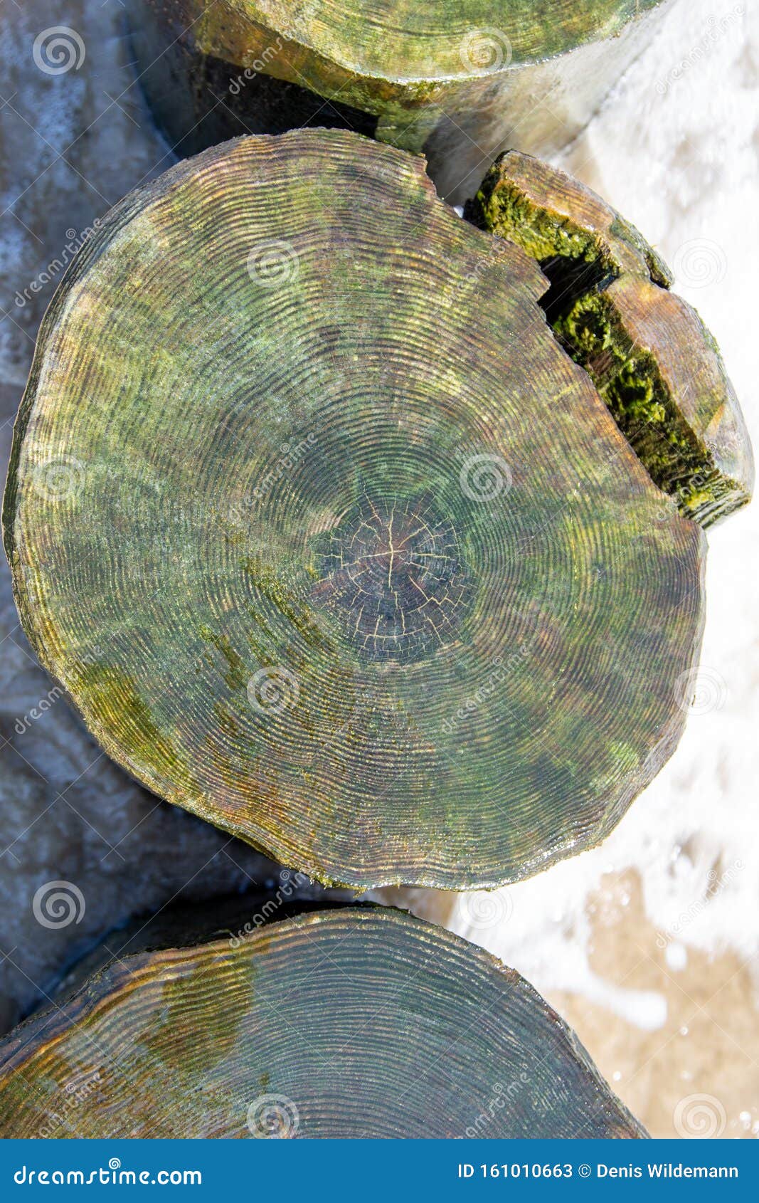 Top View of Groynes on the Baltic Sea with Algae Stock Image - Image of ...