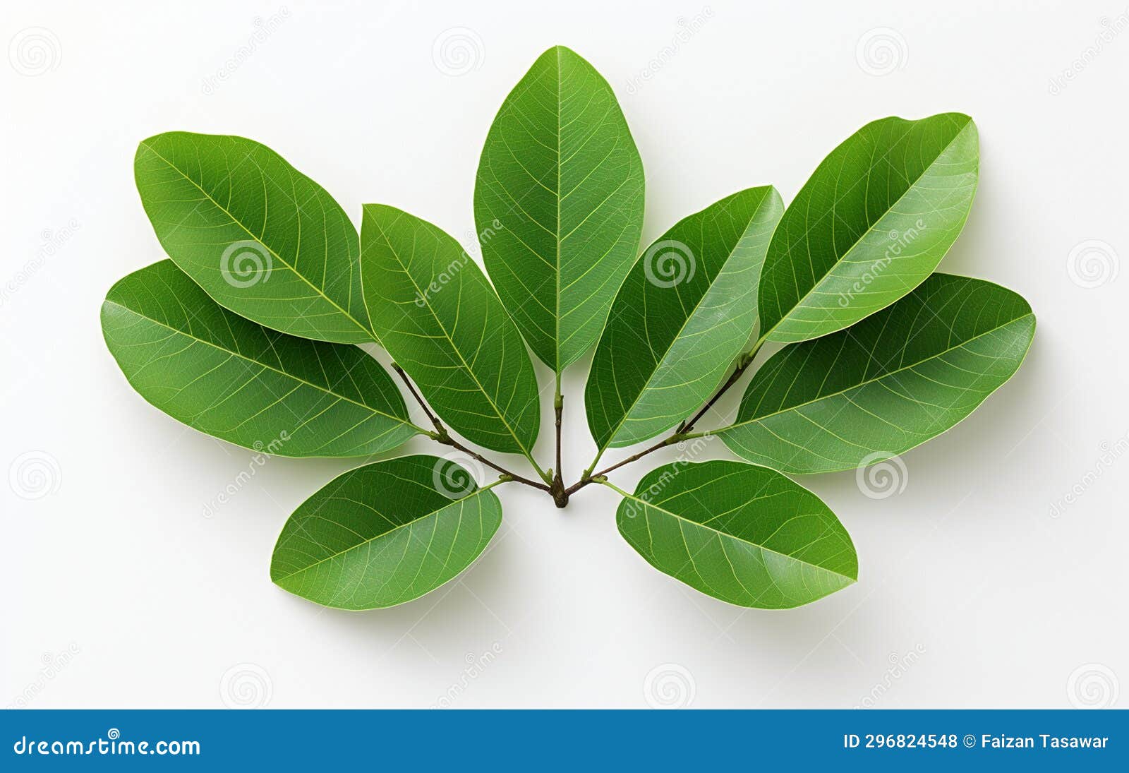 Top View of Guava Tree Leaf on the White Background -Generative Ai ...
