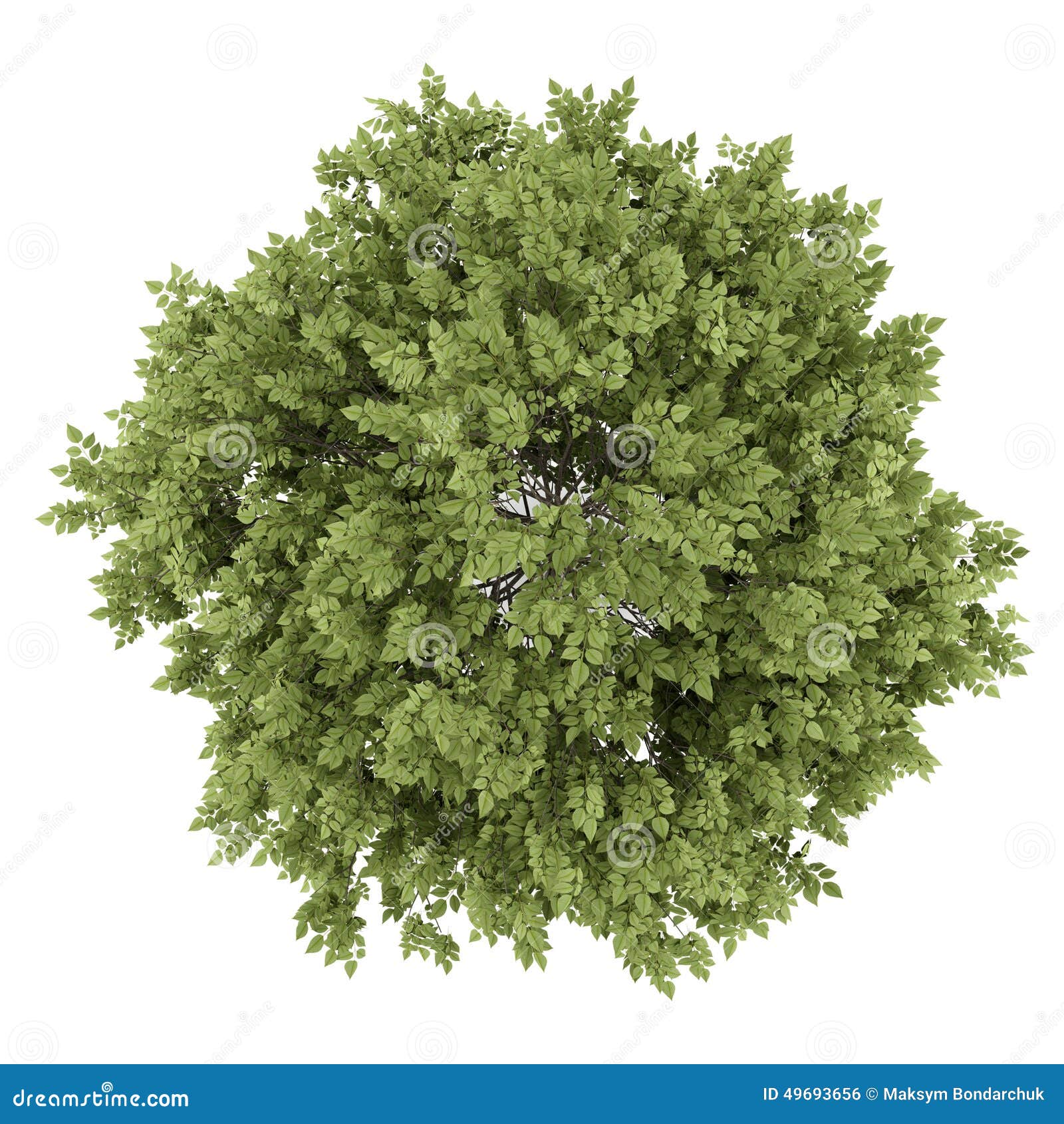 Hackberry Tree Isolated On White Stock Image | CartoonDealer.com #49693645