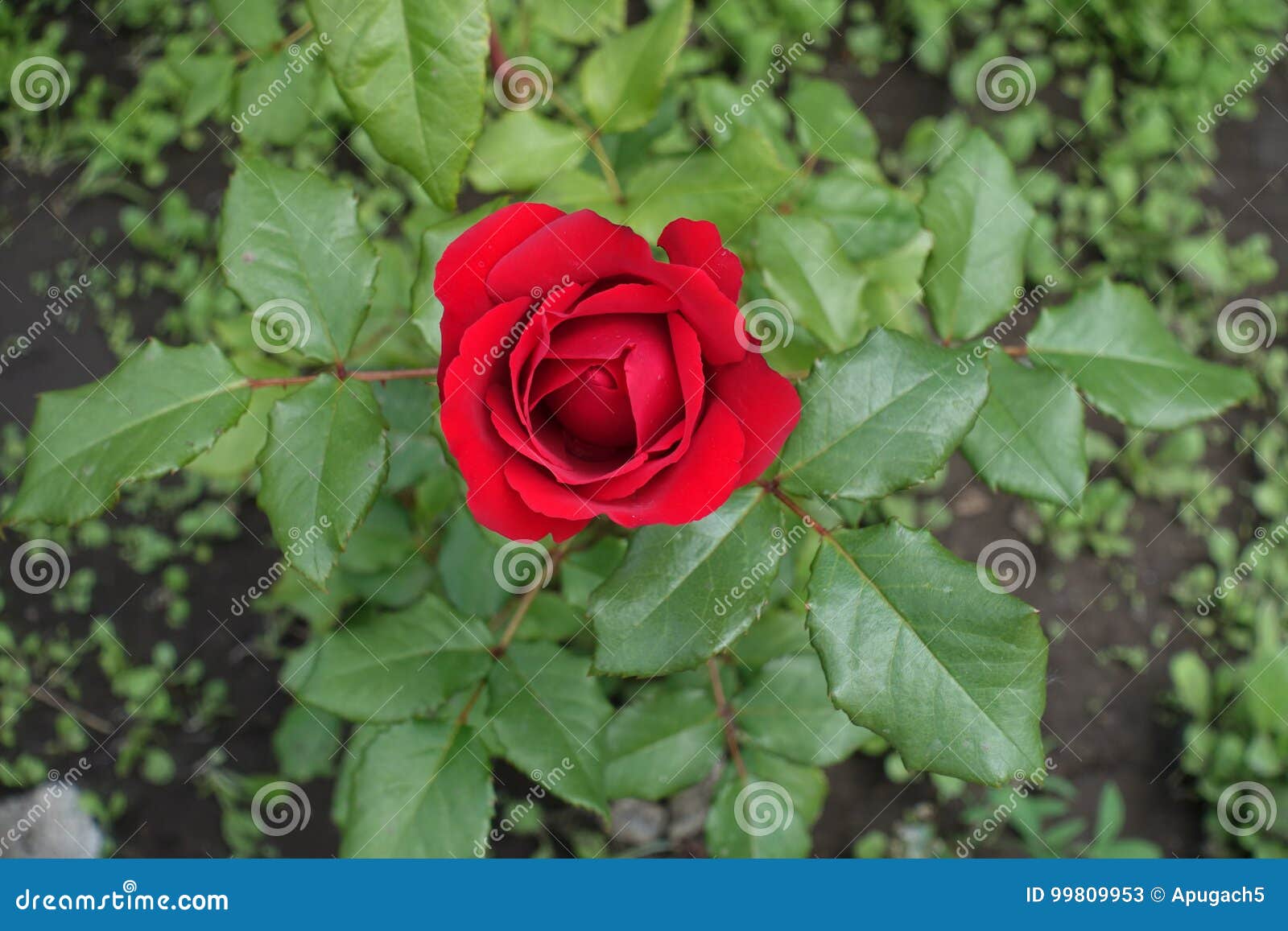 Top View of Half-opened Red Flower of Rose Stock Image - Image of ...