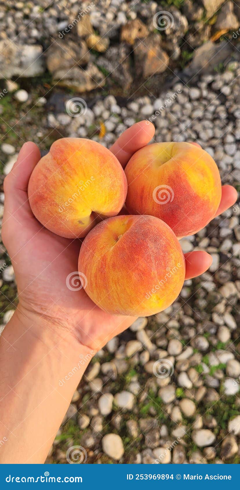Fresh peaches in the hand stock photo. Image of frutta - 253969894