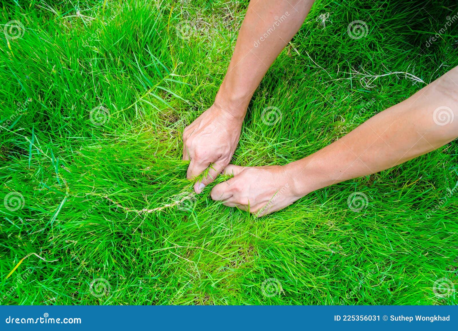 Top View of Hands are Pulling the Grass To Vent the Anger., Hand on a ...