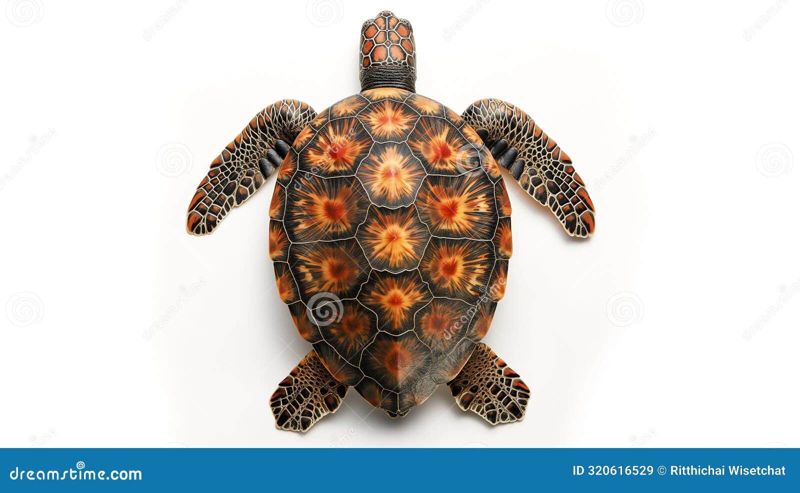 Top View of a Hawksbill Sea Turtle with a Detailed Shell Pattern Stock ...