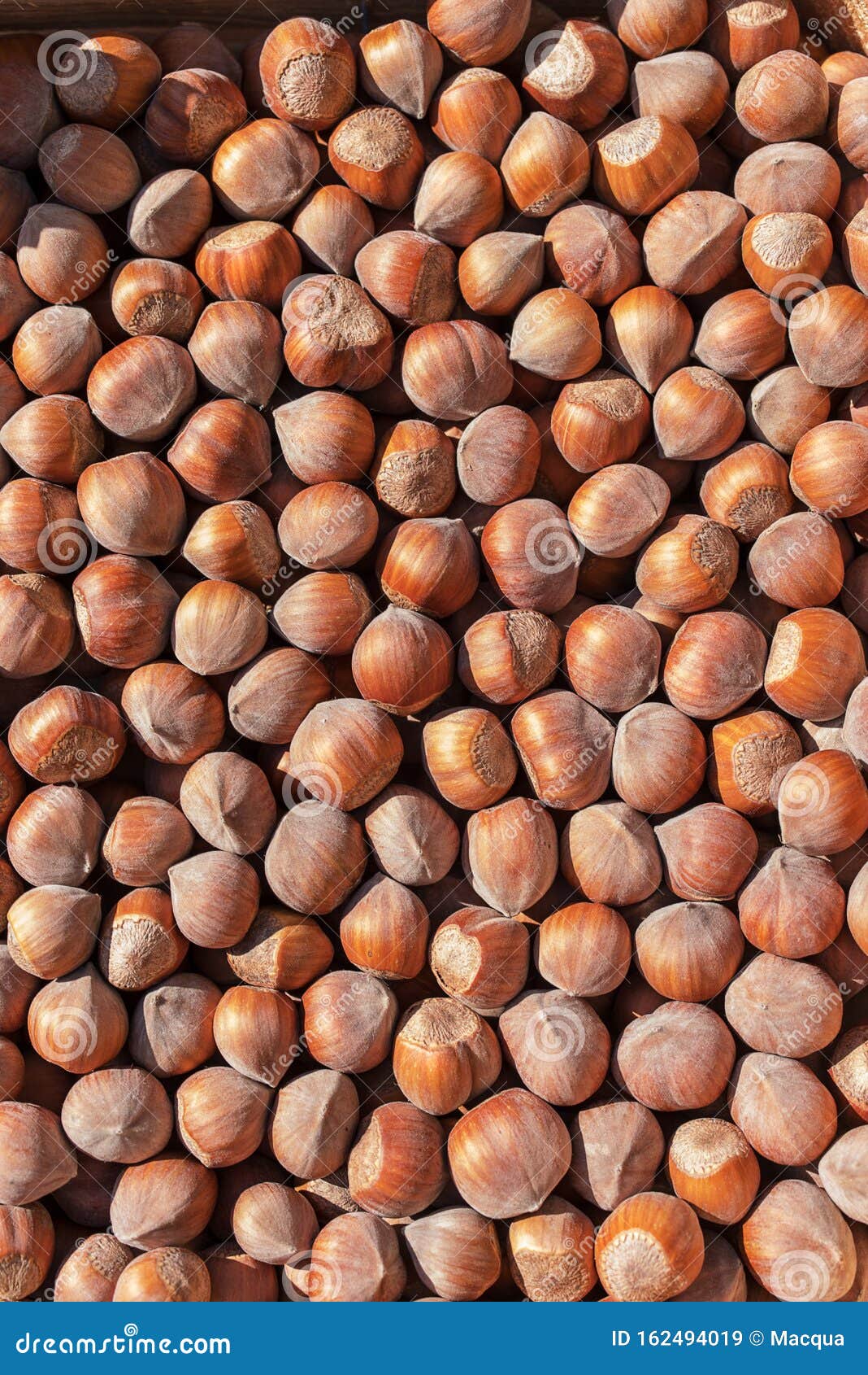 Top view of hazelnut stock image. Image of ingredient - 162494019