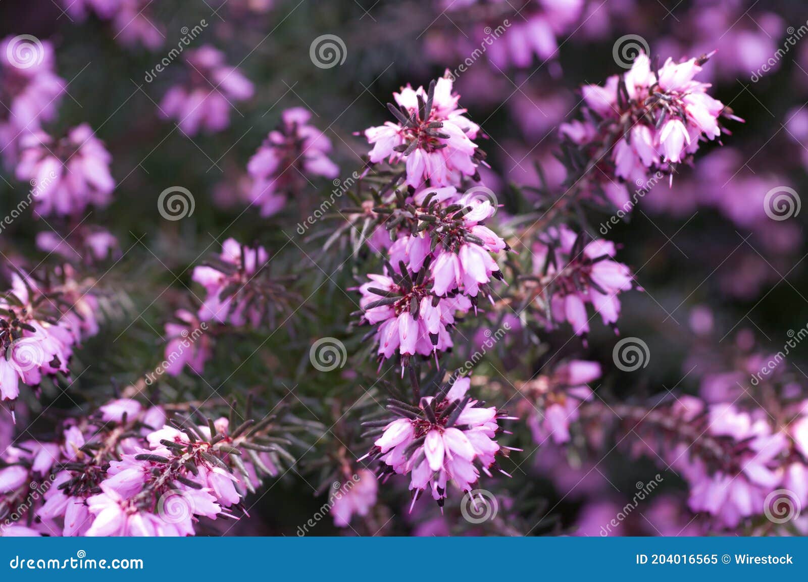 Top View of Heather Flowers in the Field Stock Image - Image of ...