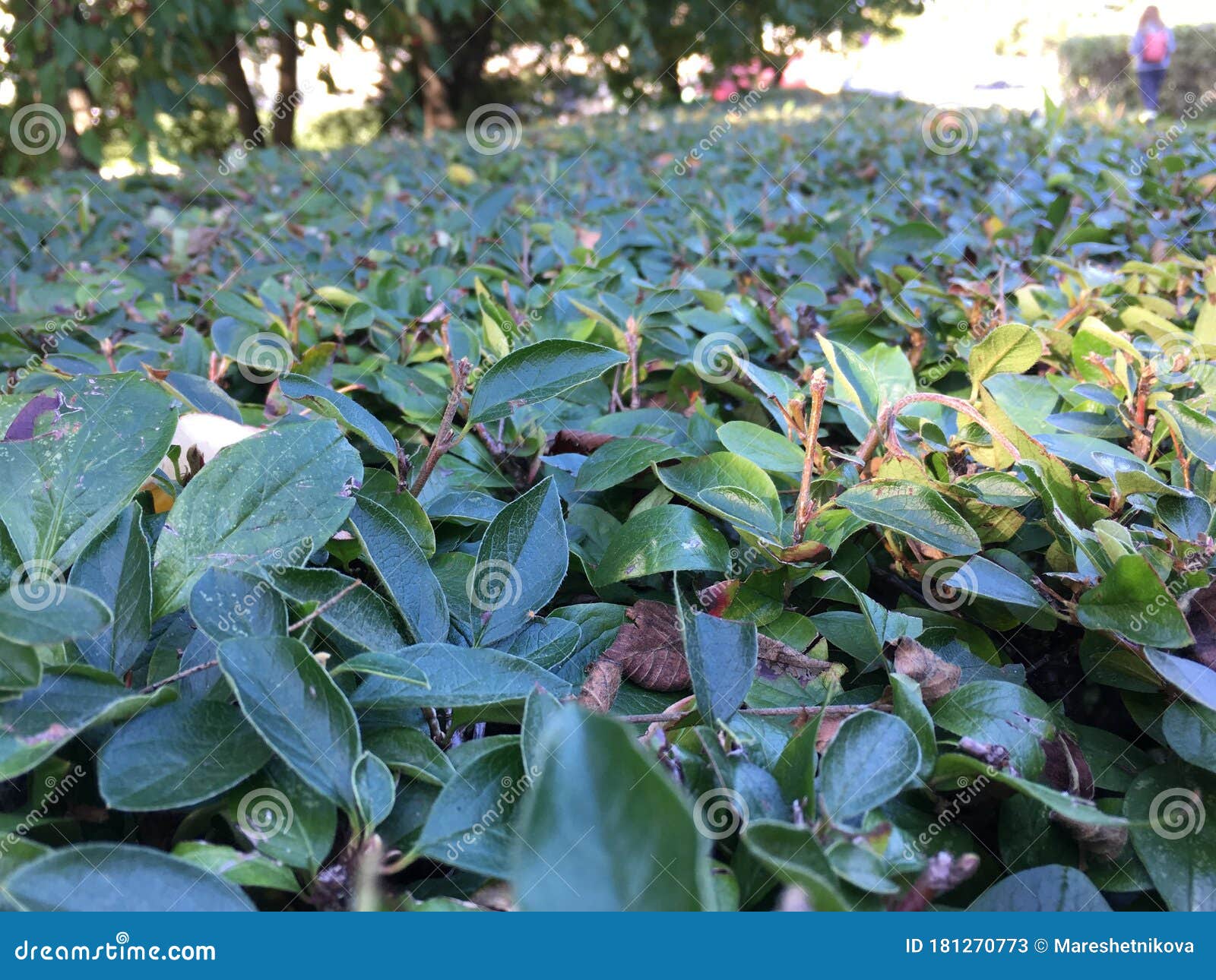 Top view of a hedge stock image. Image of color, distance - 181270773