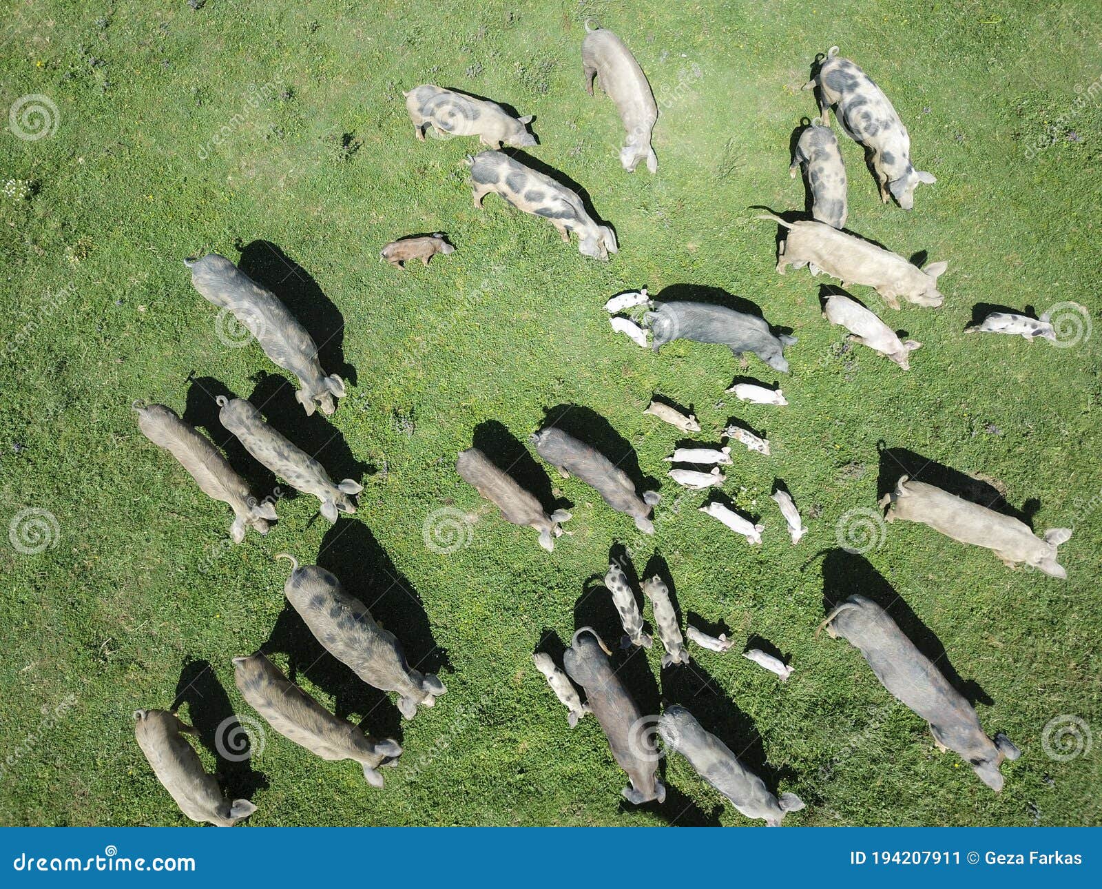 Top View of Herd of Pigs in the Meadow Stock Image - Image of grazing ...