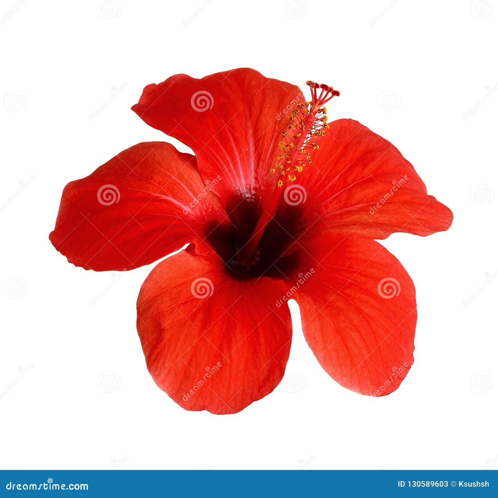 Top View of Hibiscus Flower Stock Image - Image of beauty, summer ...
