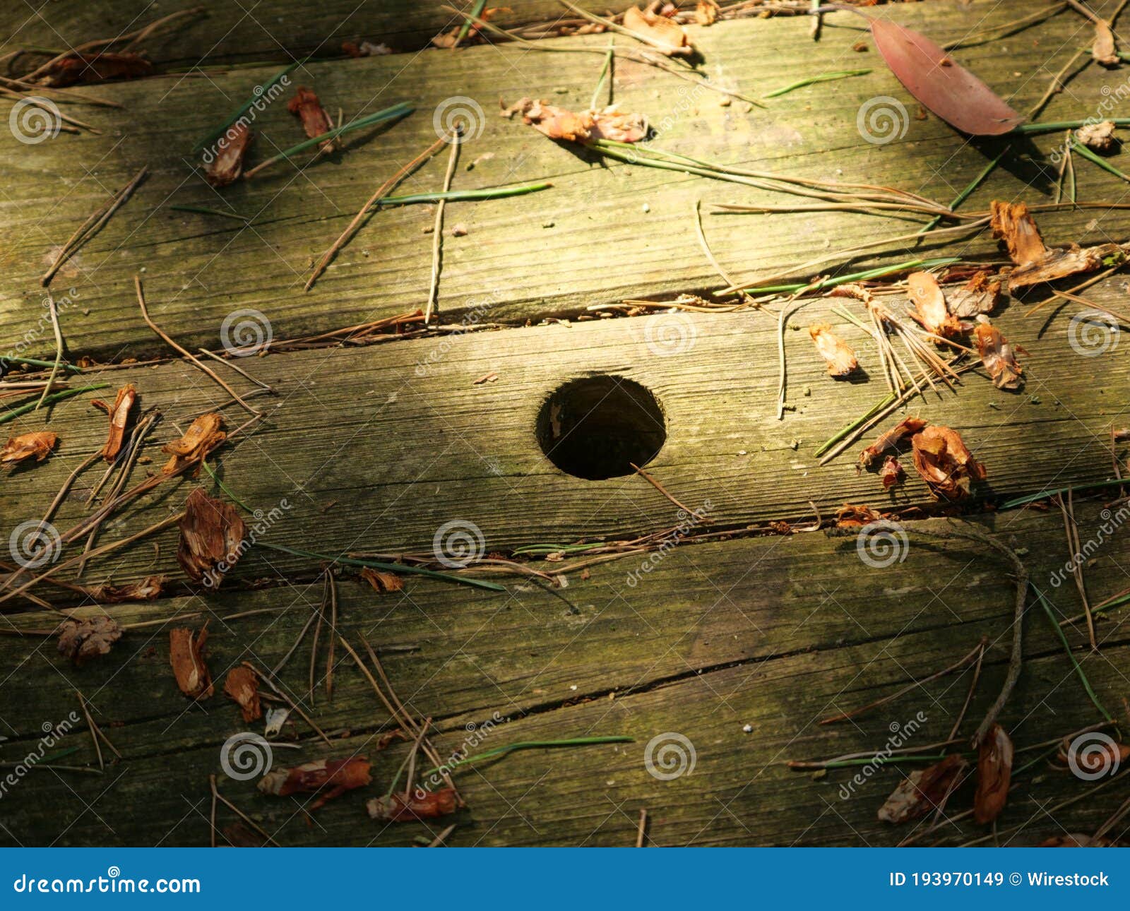 Top View of a Hole on a Wooden Plank in the Middle of the Forest Stock ...