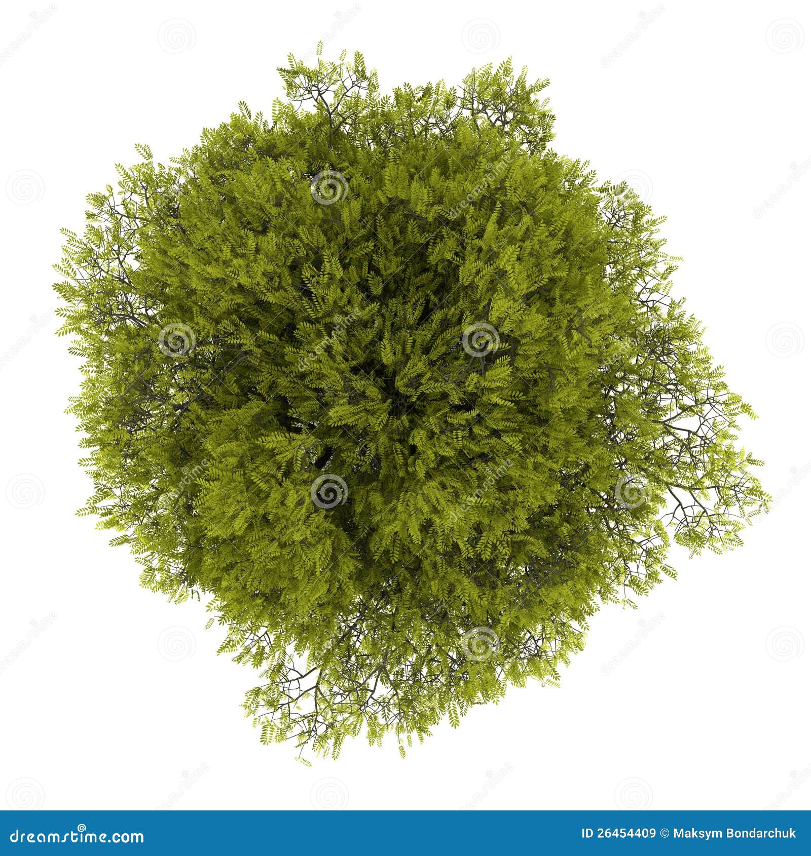 Top View Of Honey Locust Tree Isolated On White Stock Image ...