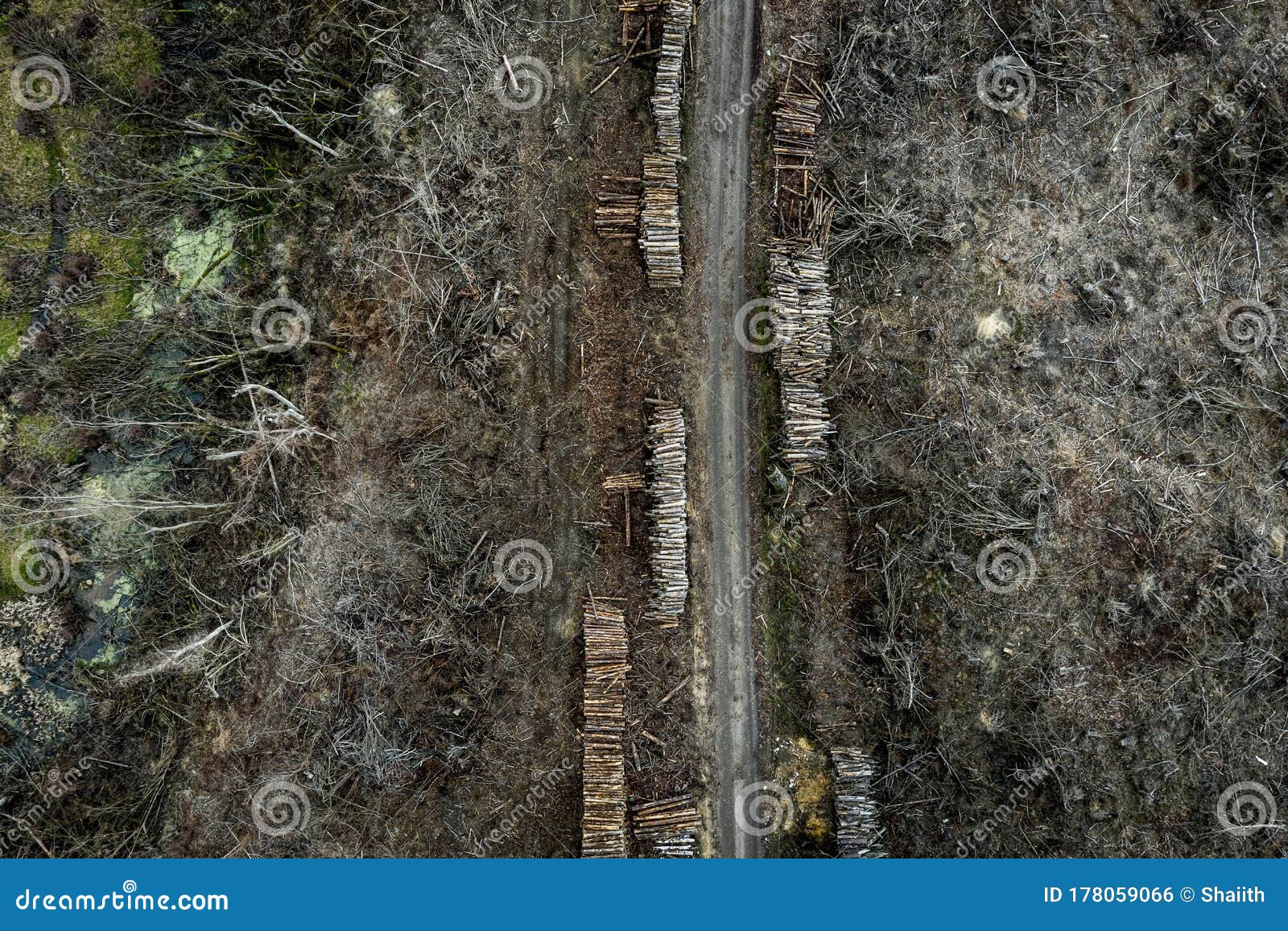 Top View of Horrible Deforestation Forest for Harvesting, Poland Stock ...