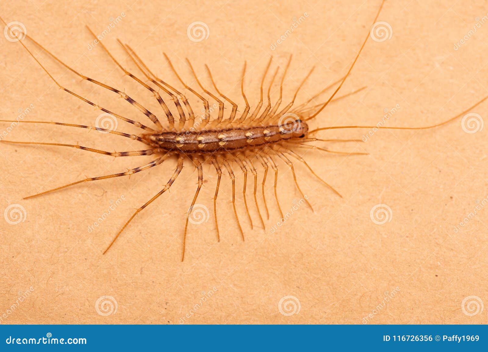 Top View of House Centipede Stock Photo - Image of exterminator ...