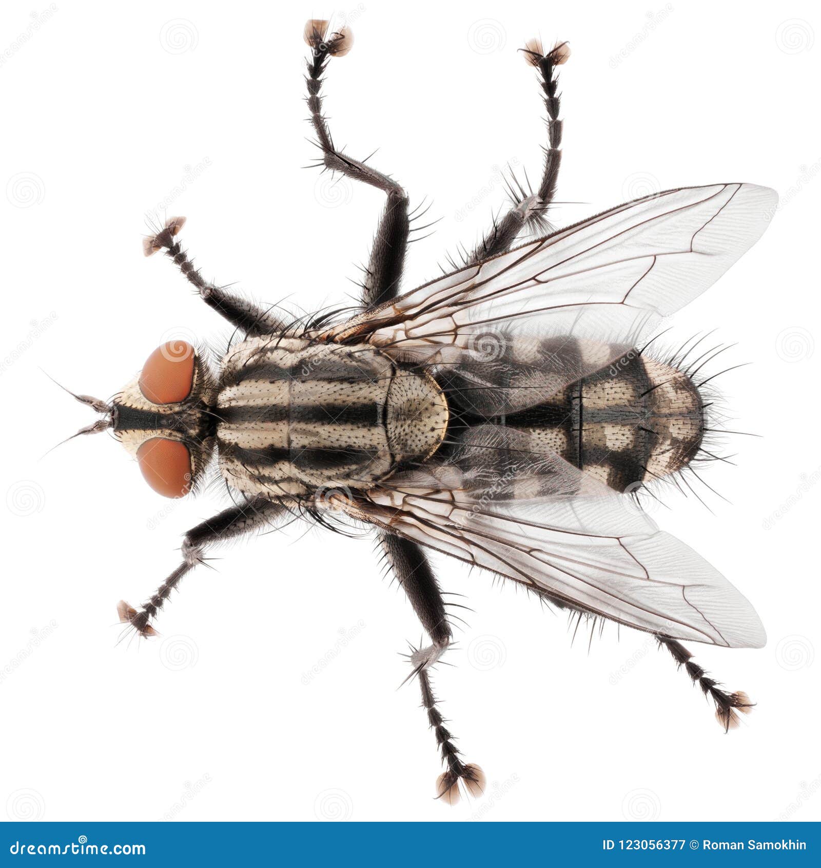 Top View of House Fly Isolated on White Background Stock Image - Image ...