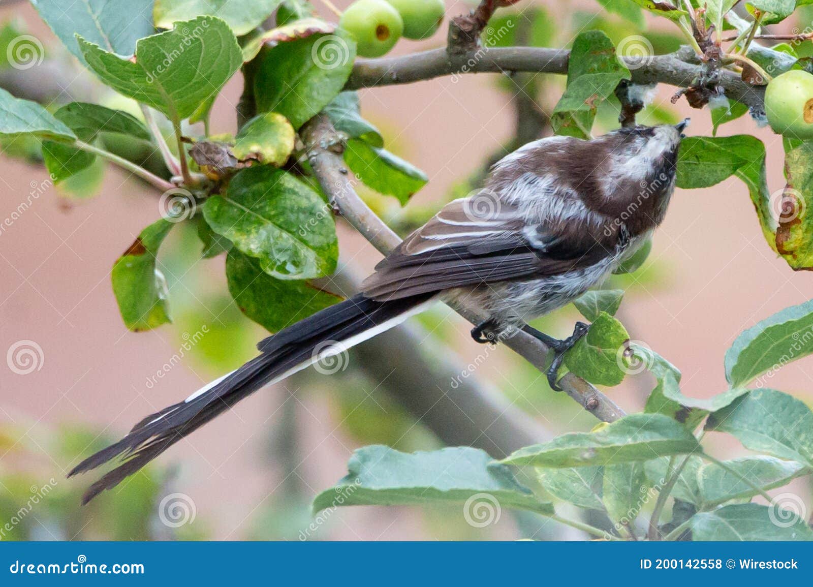 Top View of a House Sparrow Perched on a Tree Stock Photo - Image of ...