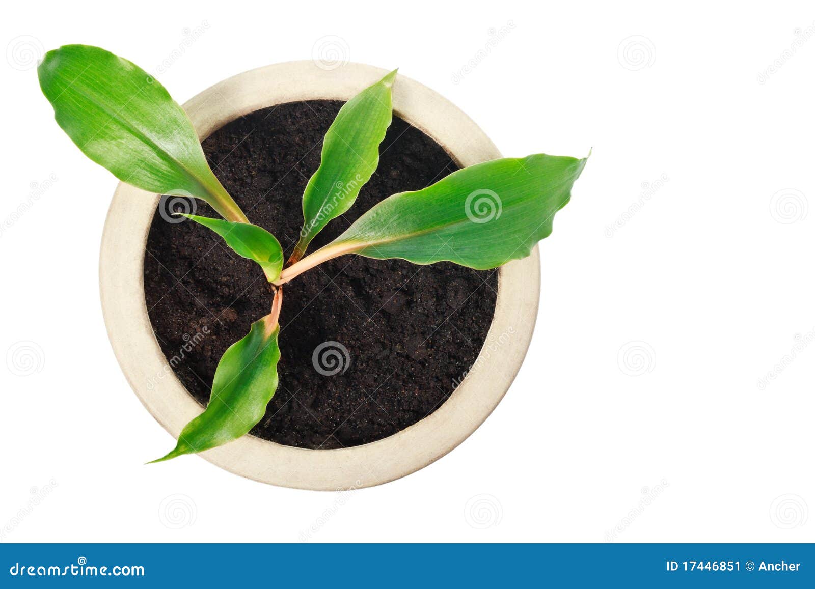 Top View Of Houseplant In Ceramic Pot Stock Image - Image: 17446851