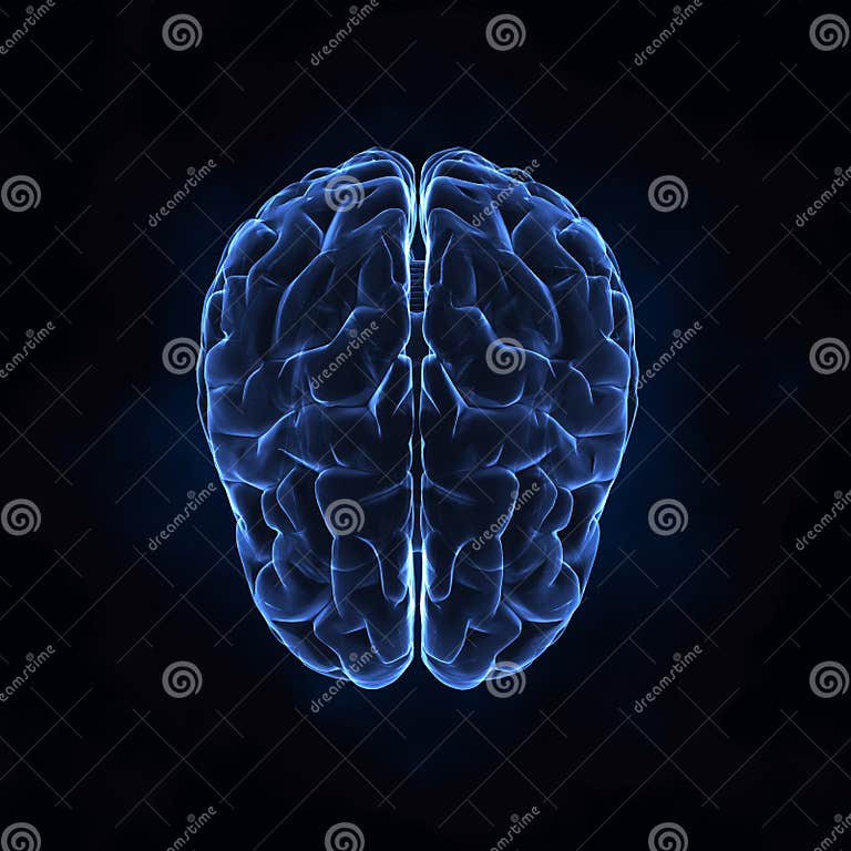 Top view of human brain stock photo. Image of organs - 12192524