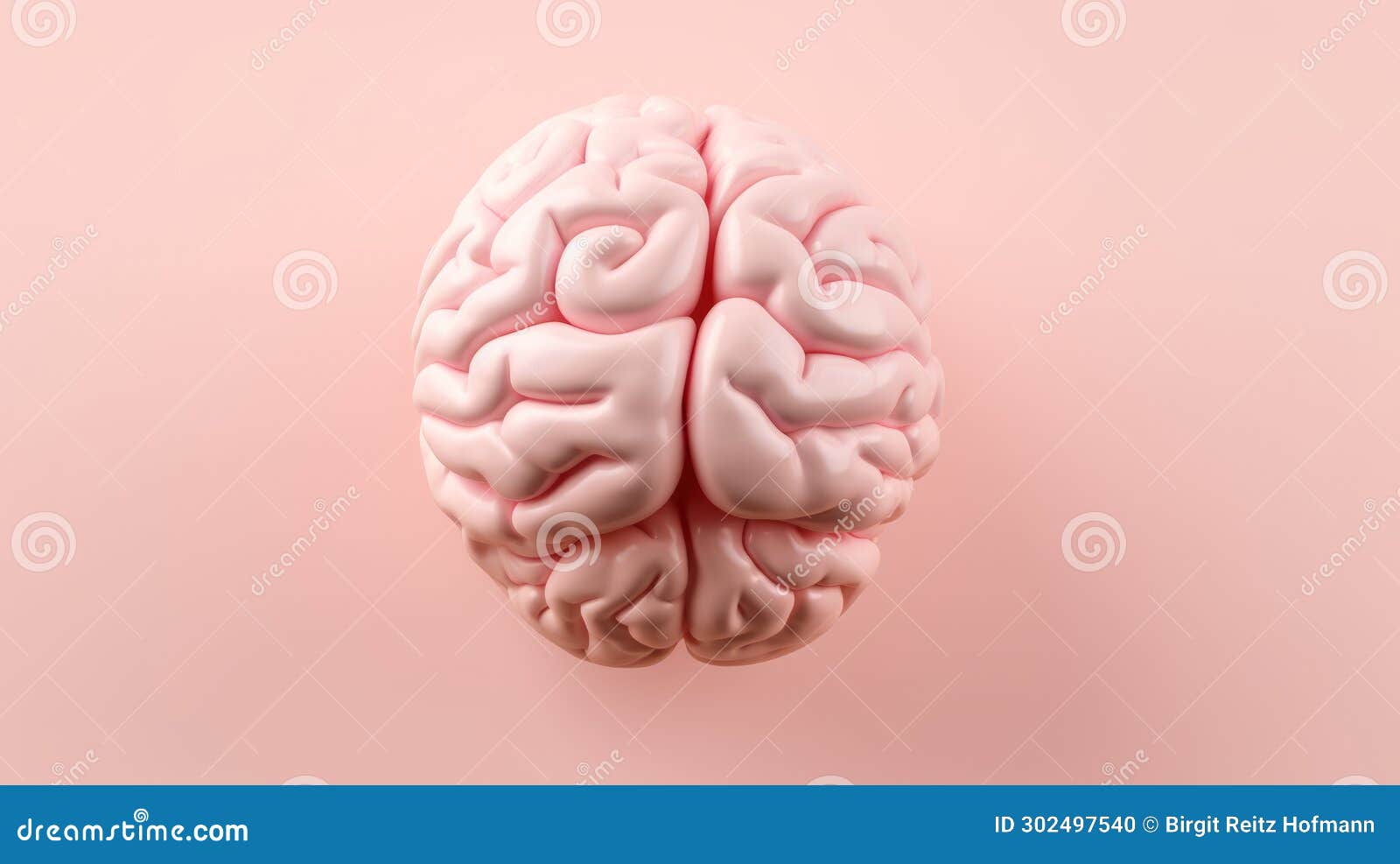 Top View from Human Brain Anatomy Model Stock Illustration ...