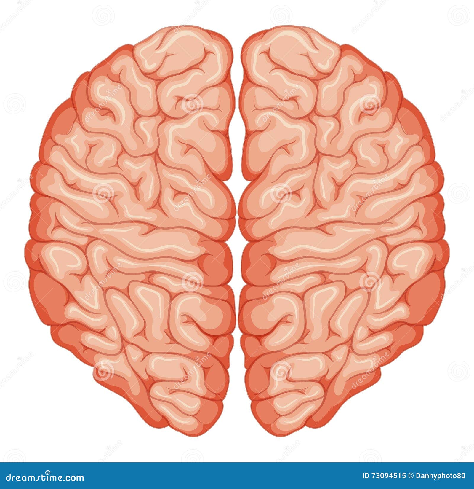 Top view of human brain stock vector. Illustration of body - 73094515
