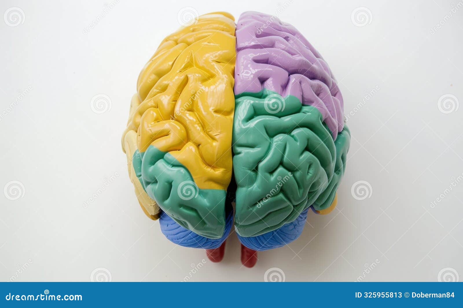 Top View of Human Brain Model with Colorful Sections Representing ...