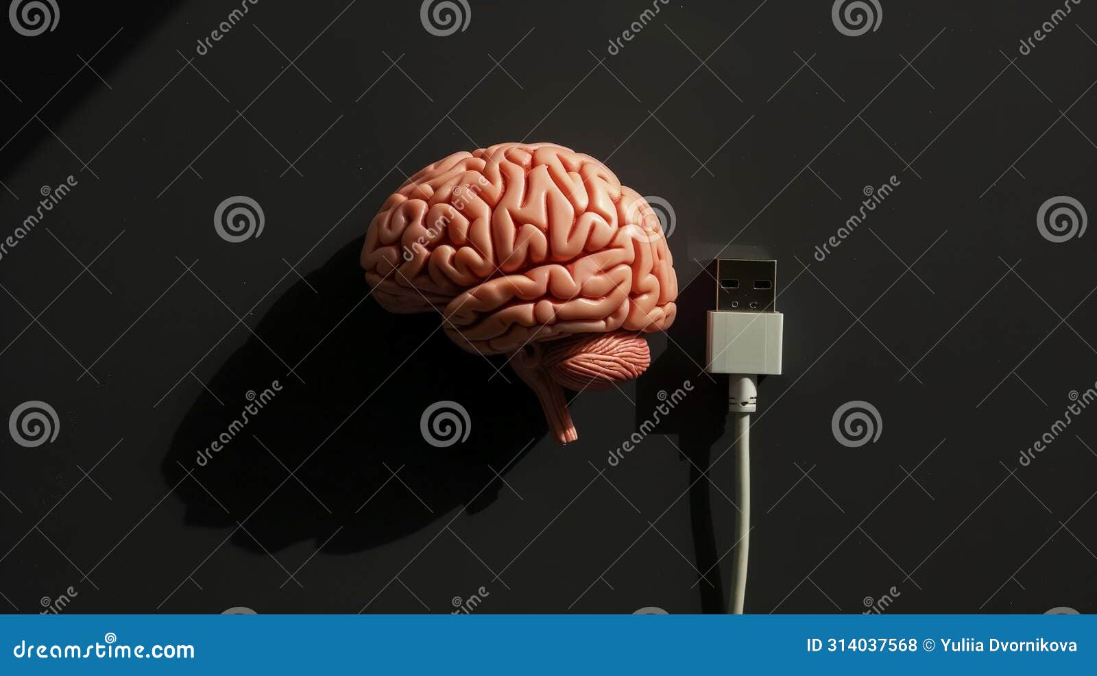 Top View of Human Brain Model with USB Cable, on Black Background. Turn ...