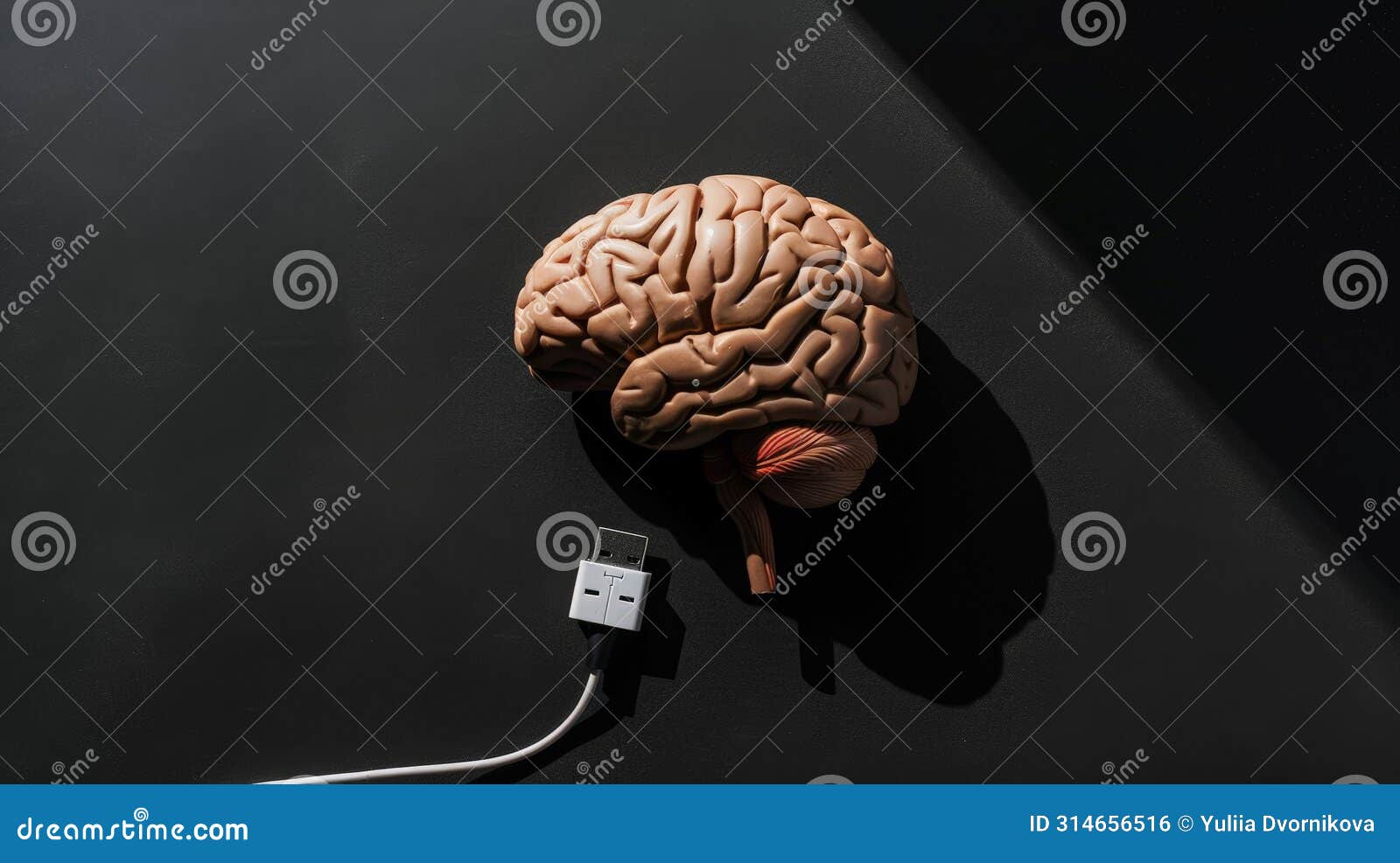 Top View of Human Brain Model with USB Cable, on Black Background. Turn ...
