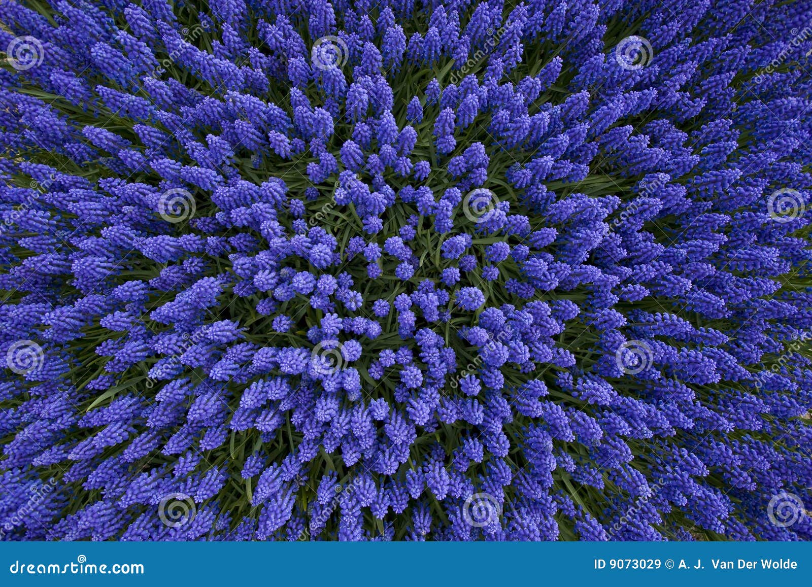 Top view of hyacinths stock image. Image of natural, dutch - 9073029