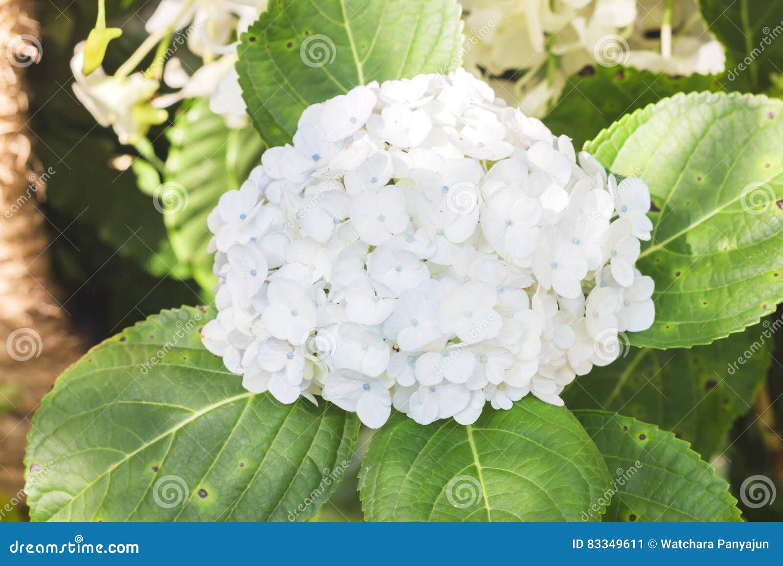 Top view of hydrangea stock image. Image of artistic - 83349611