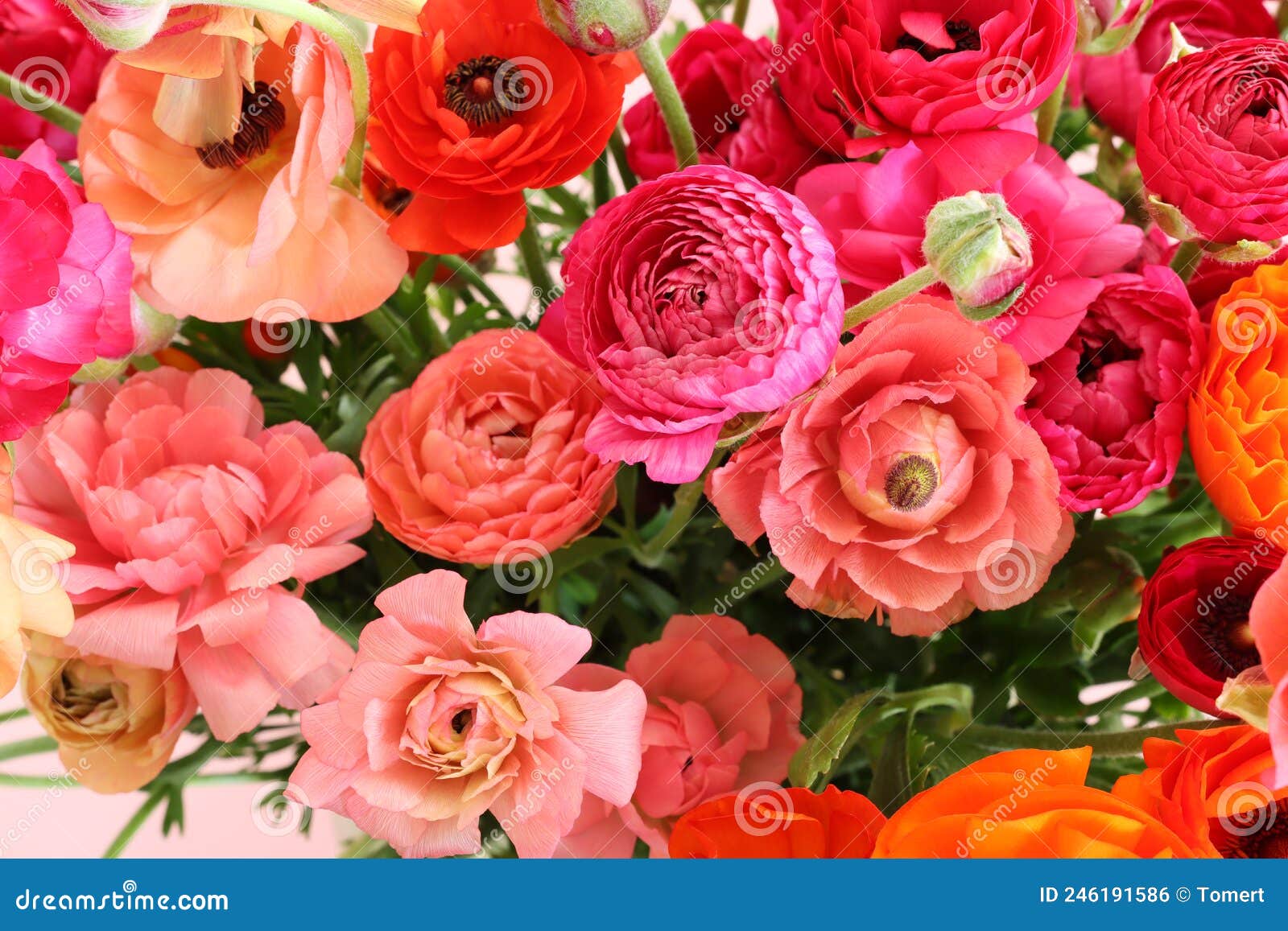 Top View Image of Colorful Buttercup Flowers Composition Stock Photo ...