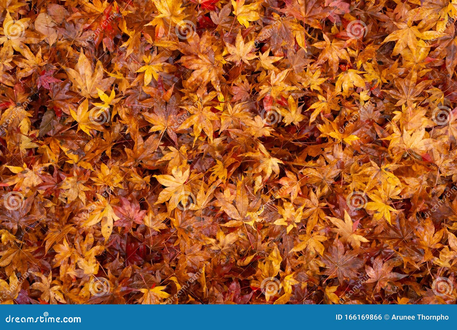 Top View Image of a Heap Red and Yellow Maple Leaves Background Stock Photo - Image of growth ...