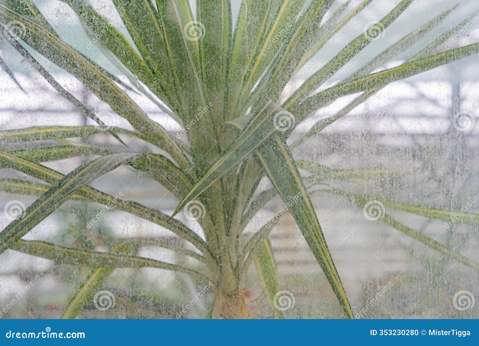 A Top View Image of a Palm Tree Canopy with Drooping Fronds, Dominated ...
