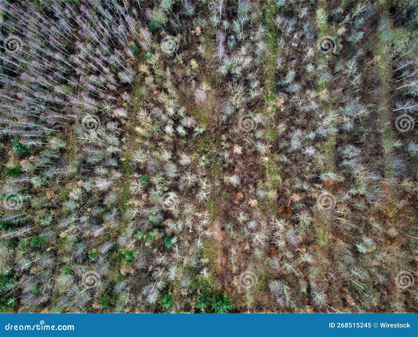 Top View of Inline Trees in a Forest Stock Image - Image of nature ...