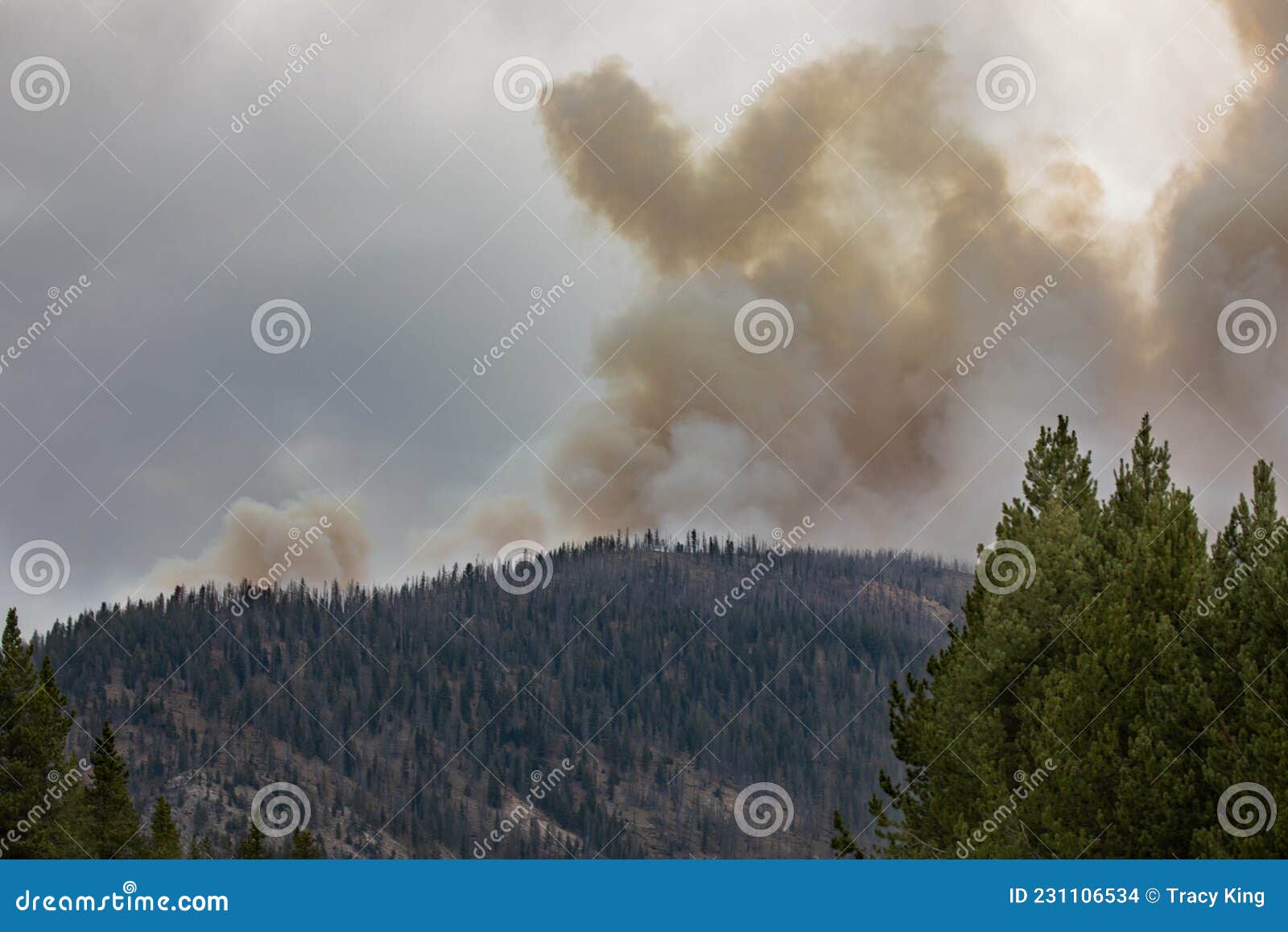 Top View of an Invincible Forest Fire Stock Photo - Image of landscape ...