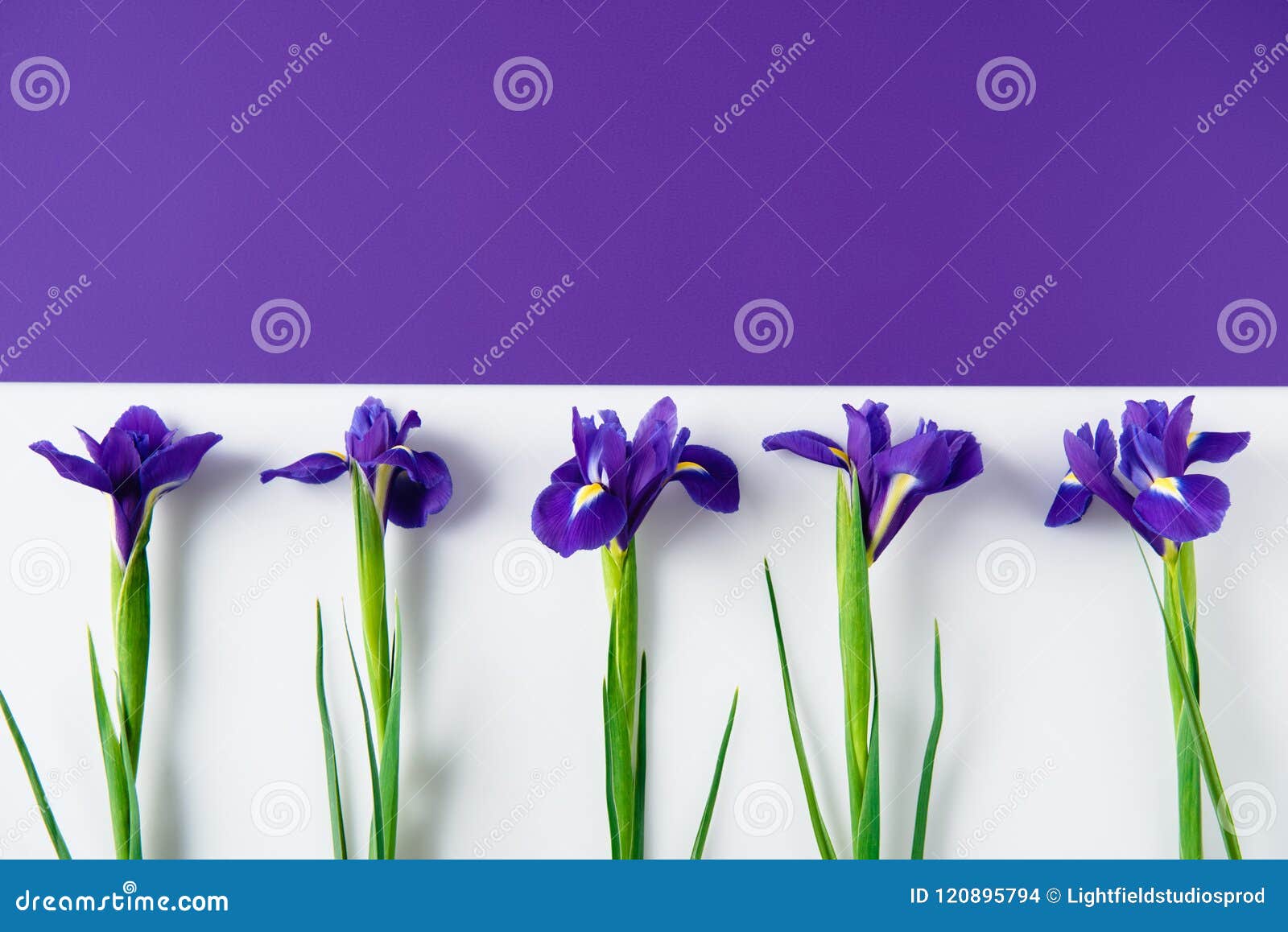 Top View of Iris Flowers on Halved Iris Stock Photo - Image of ...
