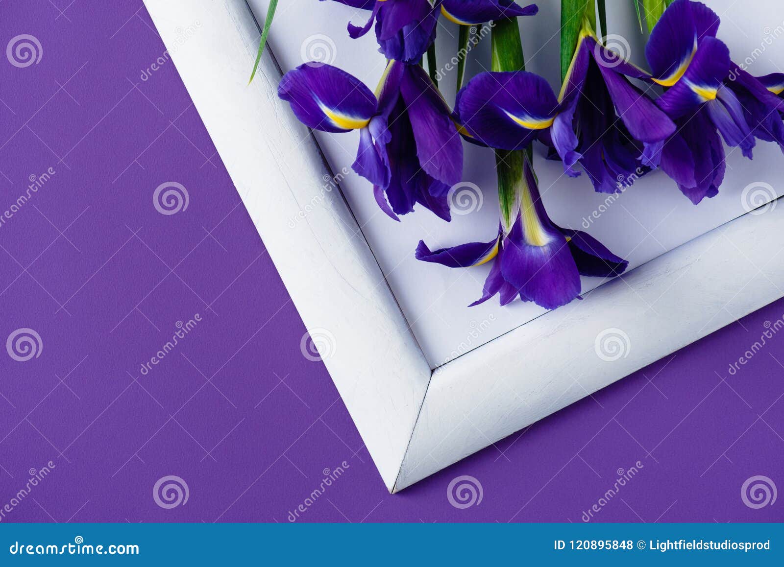 Top View of Iris Flowers on White Frame Stock Photo - Image of flora ...