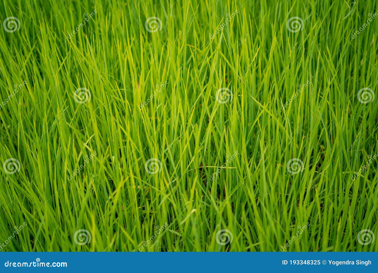 A Top View of a Irrigated Field, Texture and Background. Green Field ...