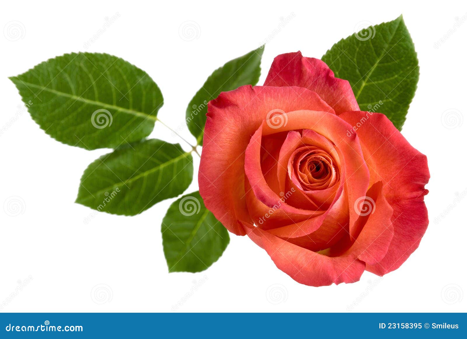 Top View of Isolated Red Rose with Leaves Stock Image - Image of ...