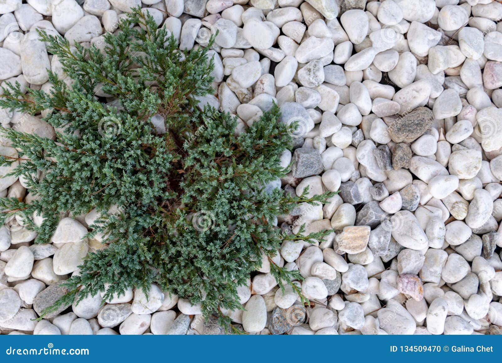 Top View of the Juniper Horizontal Which is Surrounded by White Stones ...