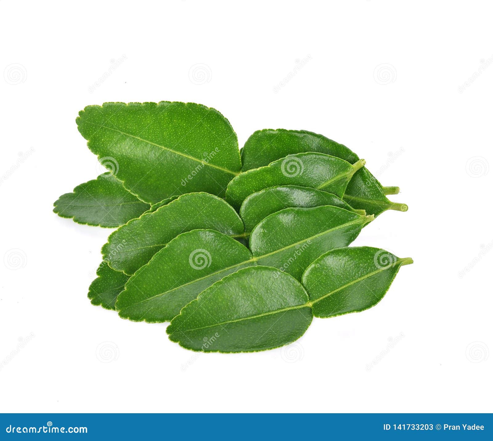 Top View of Kaffir Lime Leaf Isolated on White Background Stock Image ...