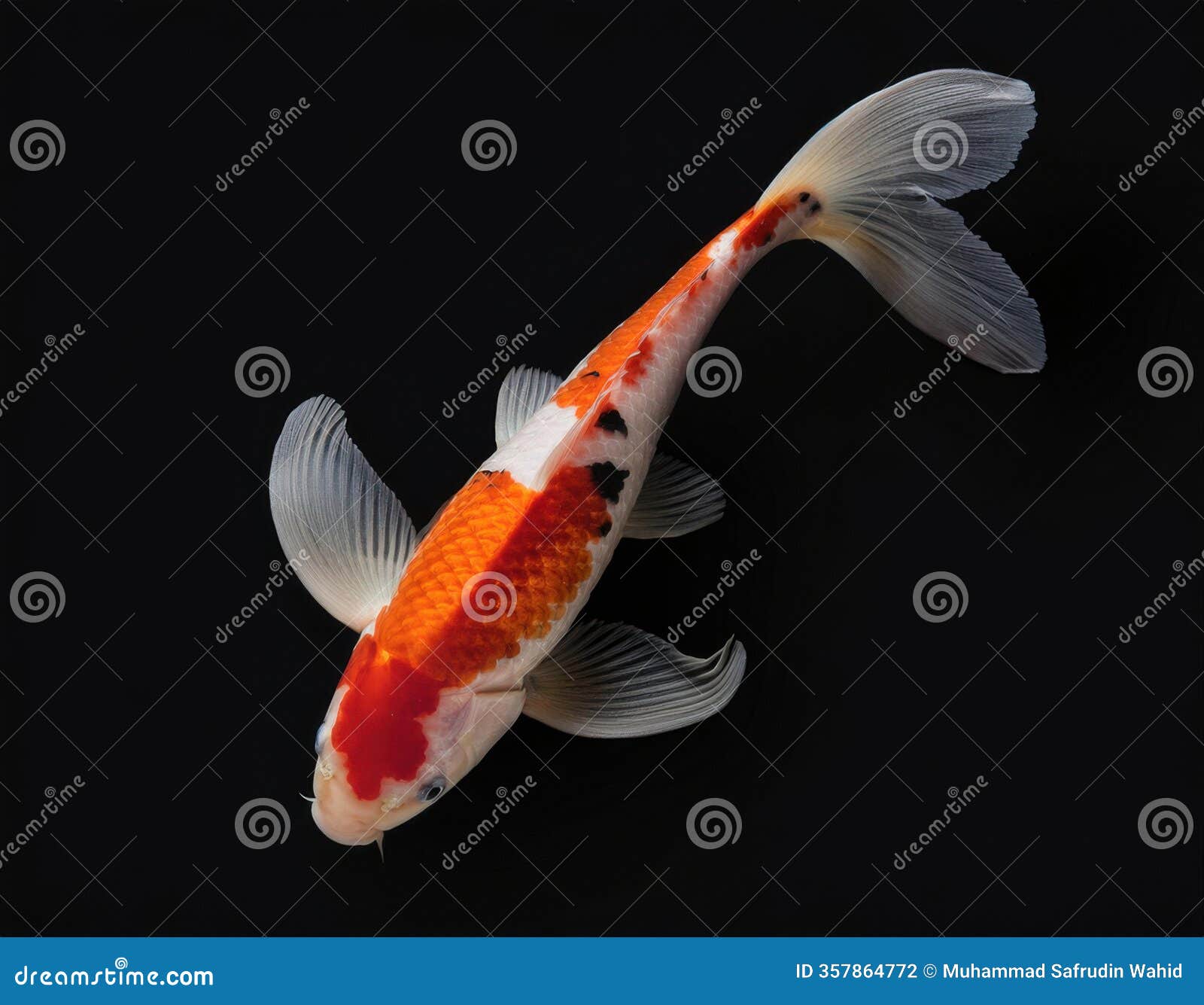 Top View Koi Carp on Black Background Stock Photo - Image of wildlife ...