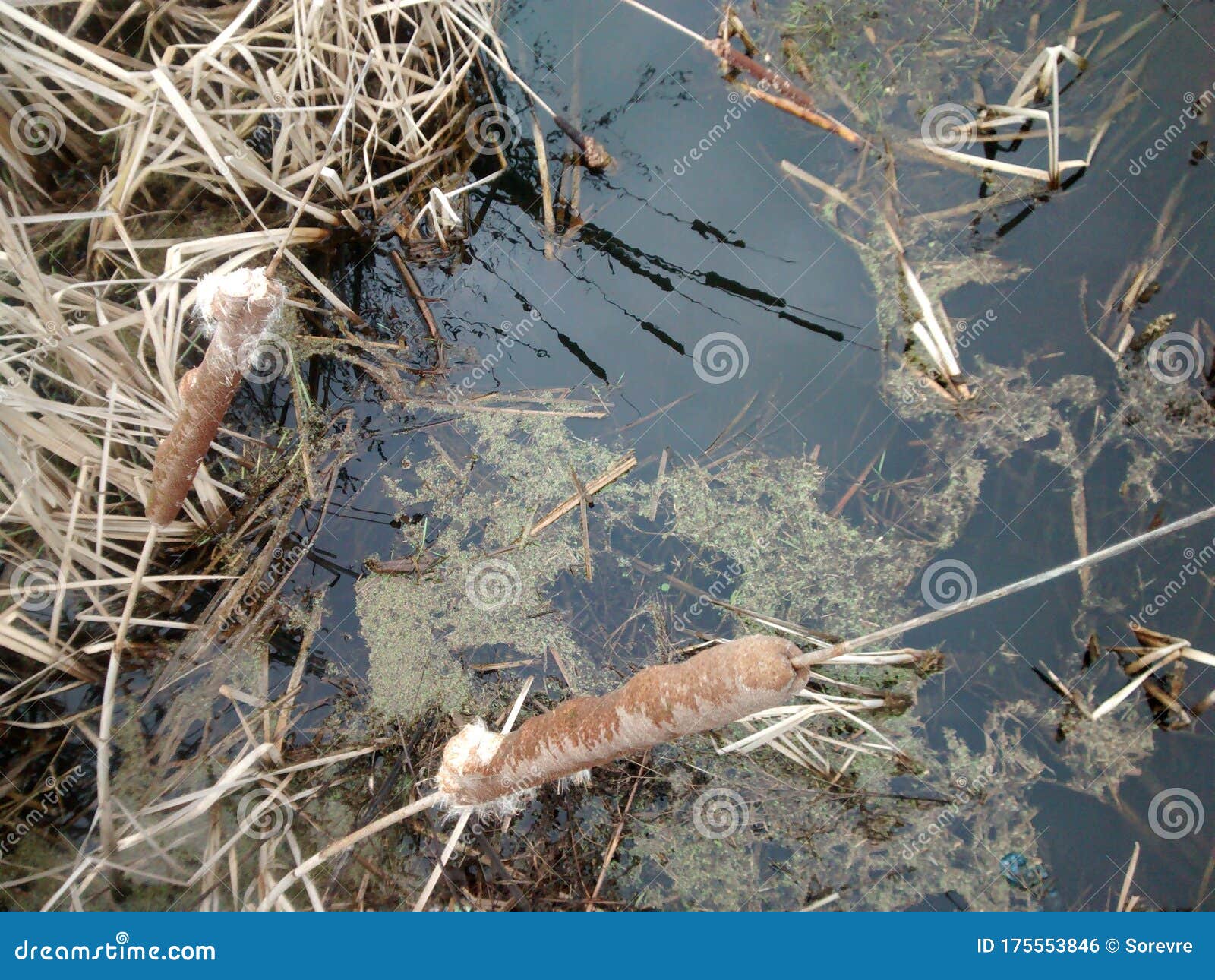 Top View of Lake Water Surface in Spring Stock Photo - Image of cane ...