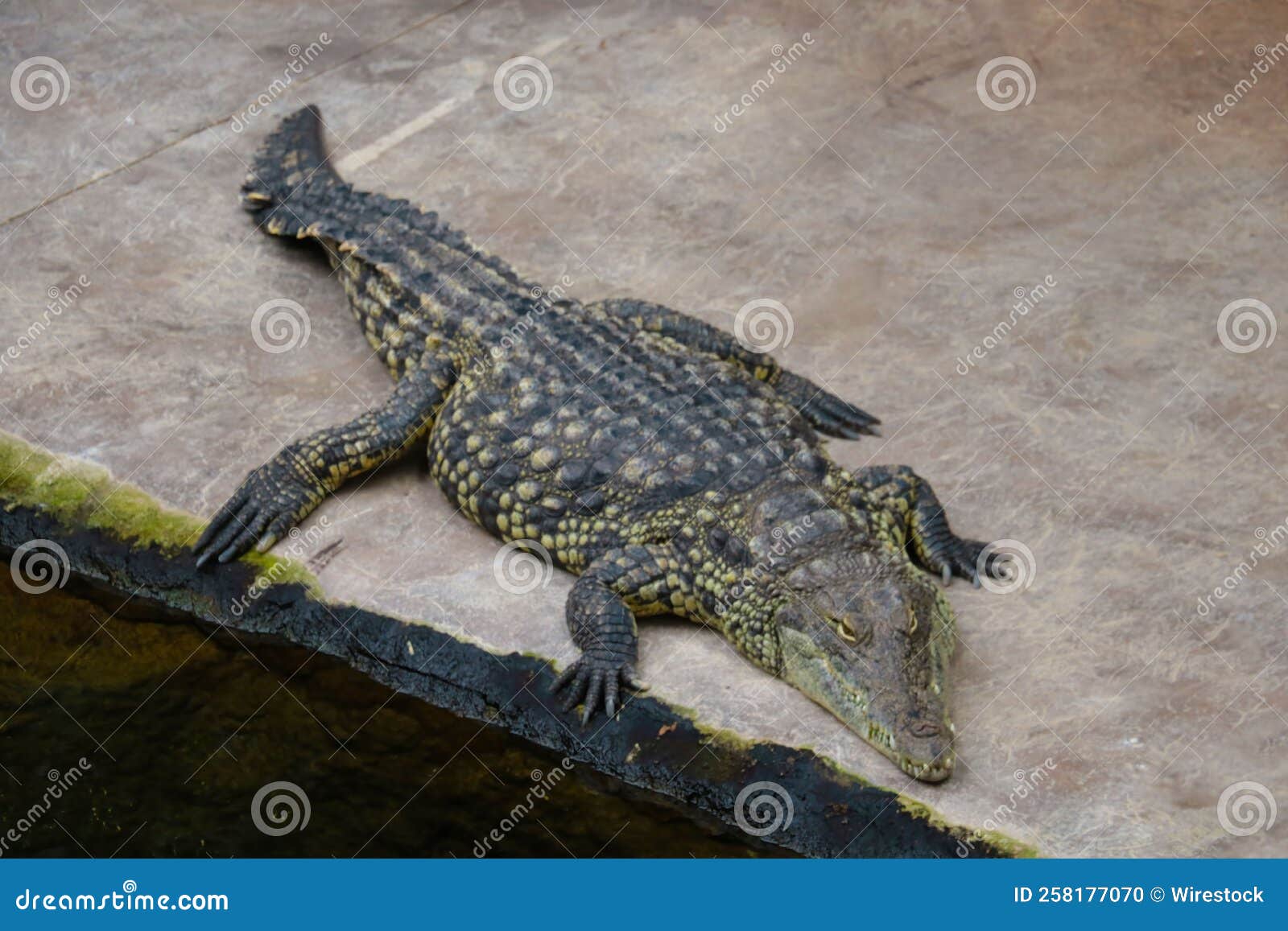 Adult Crocodile With Gaping Jaws Stock Photography | CartoonDealer.com ...